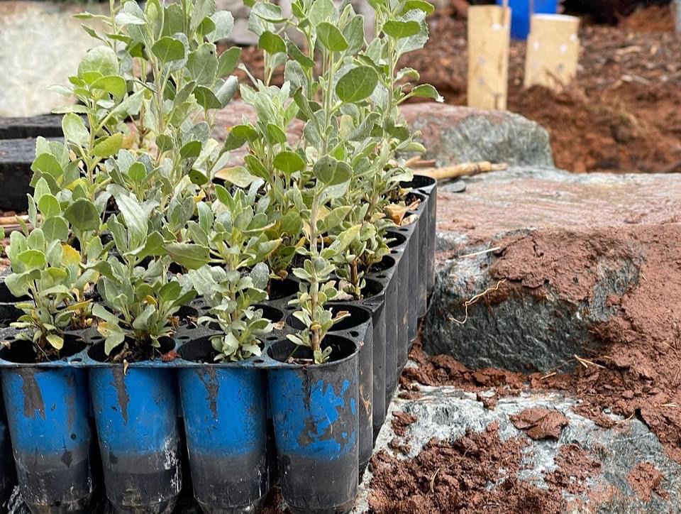 Seedling Care – Holt Micro-Forest