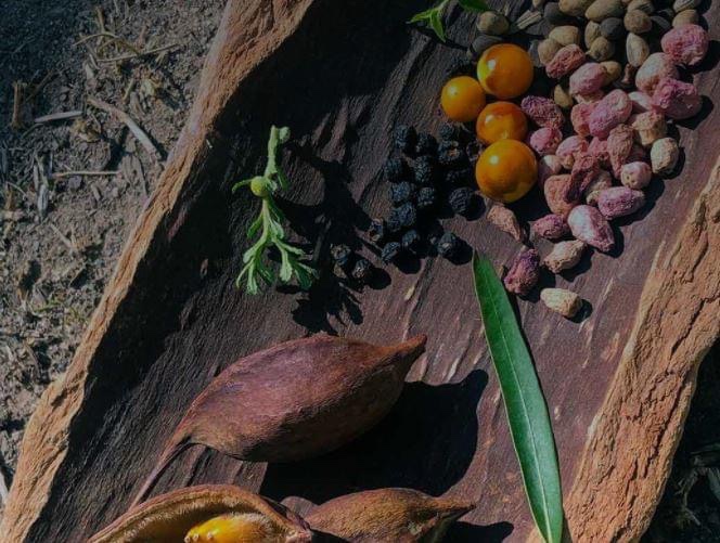 Bush Foods and Indigenous Culture Workshop – Holt Micro-Forest